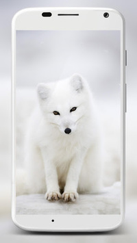 Download Fox Wallpaper HD for PC / MAC / Windows